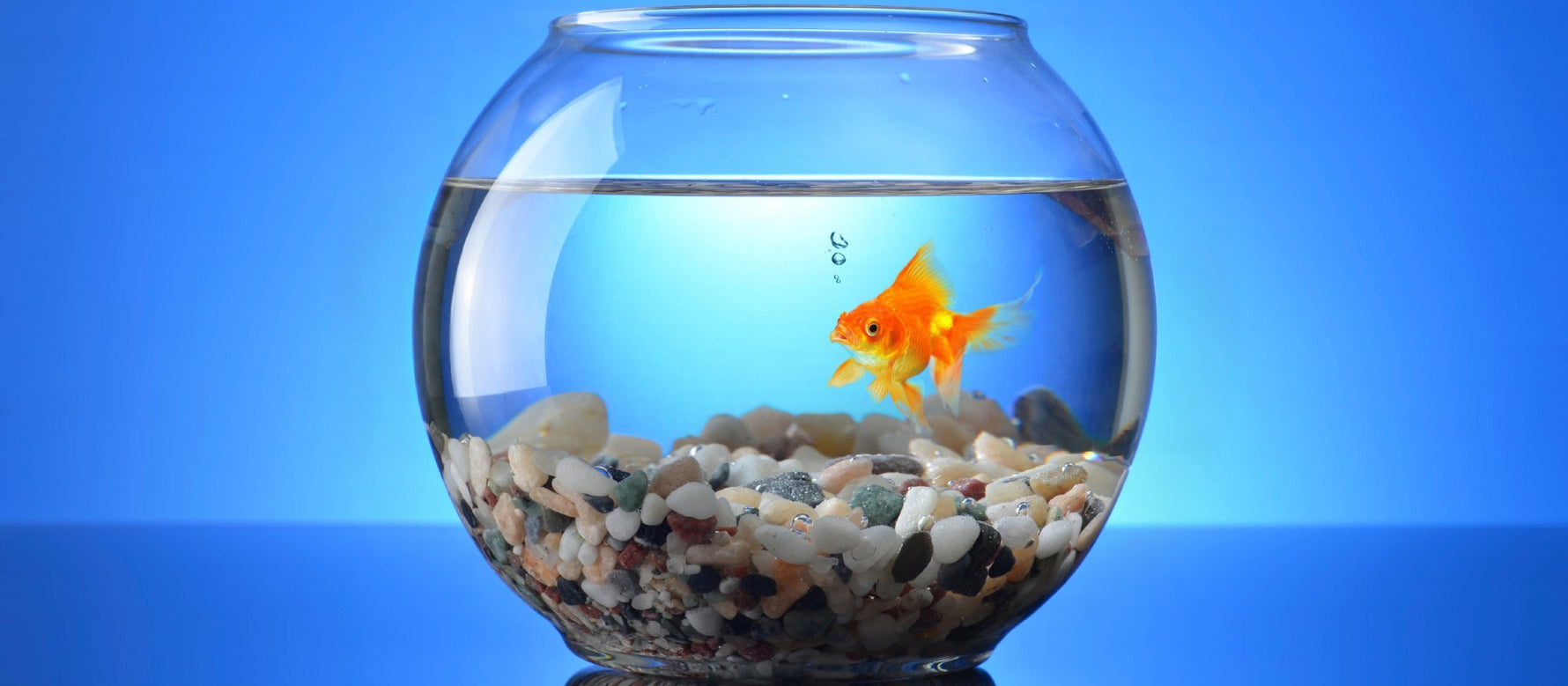 Eco-FriendlyPet Burial Pods - PawPods